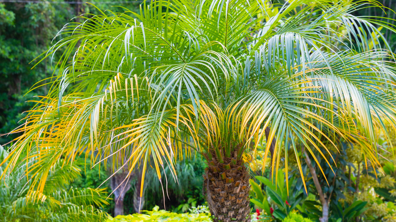 15 Types Of Small Palm Trees For Your Garden