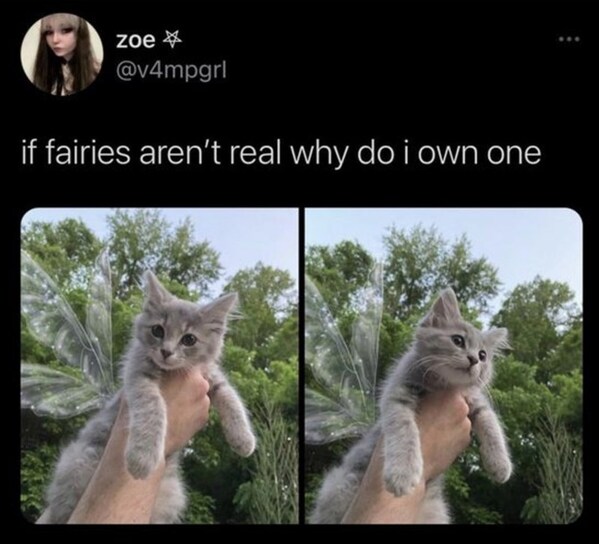 45 Hissterically Funny Cat Memes That’ll Leave You Feline Fine (January ...