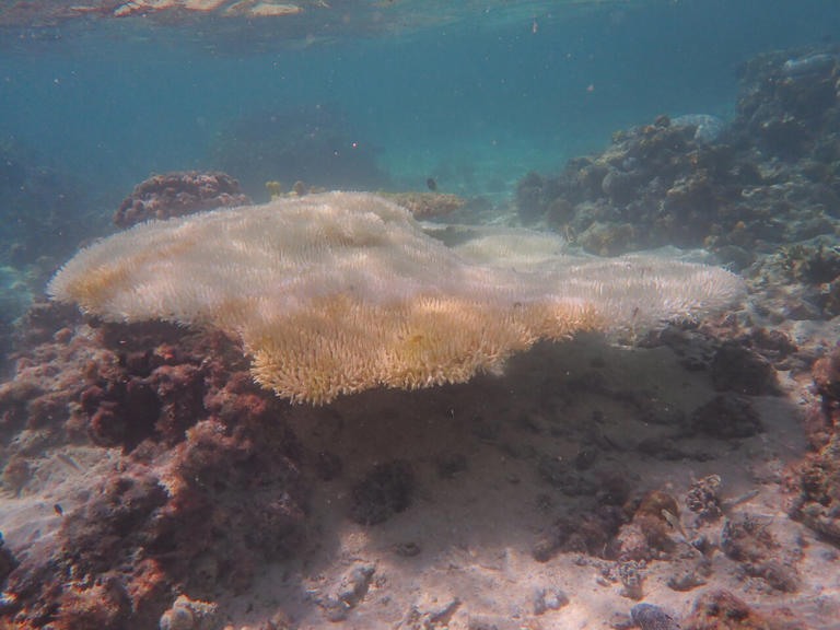 Coral bleaching on Great Barrier Reef reaches 'catastrophic' levels
