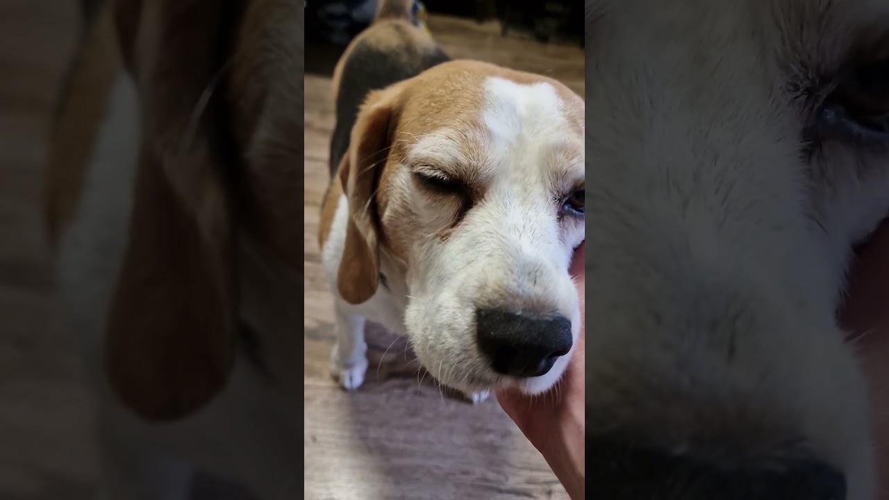 Why My Beagle Treats Me Like a Servant