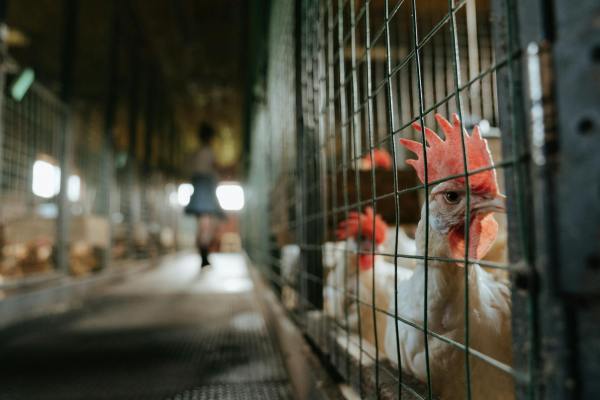 Georgia works to contain spread of bird flu from commercial poultry farm