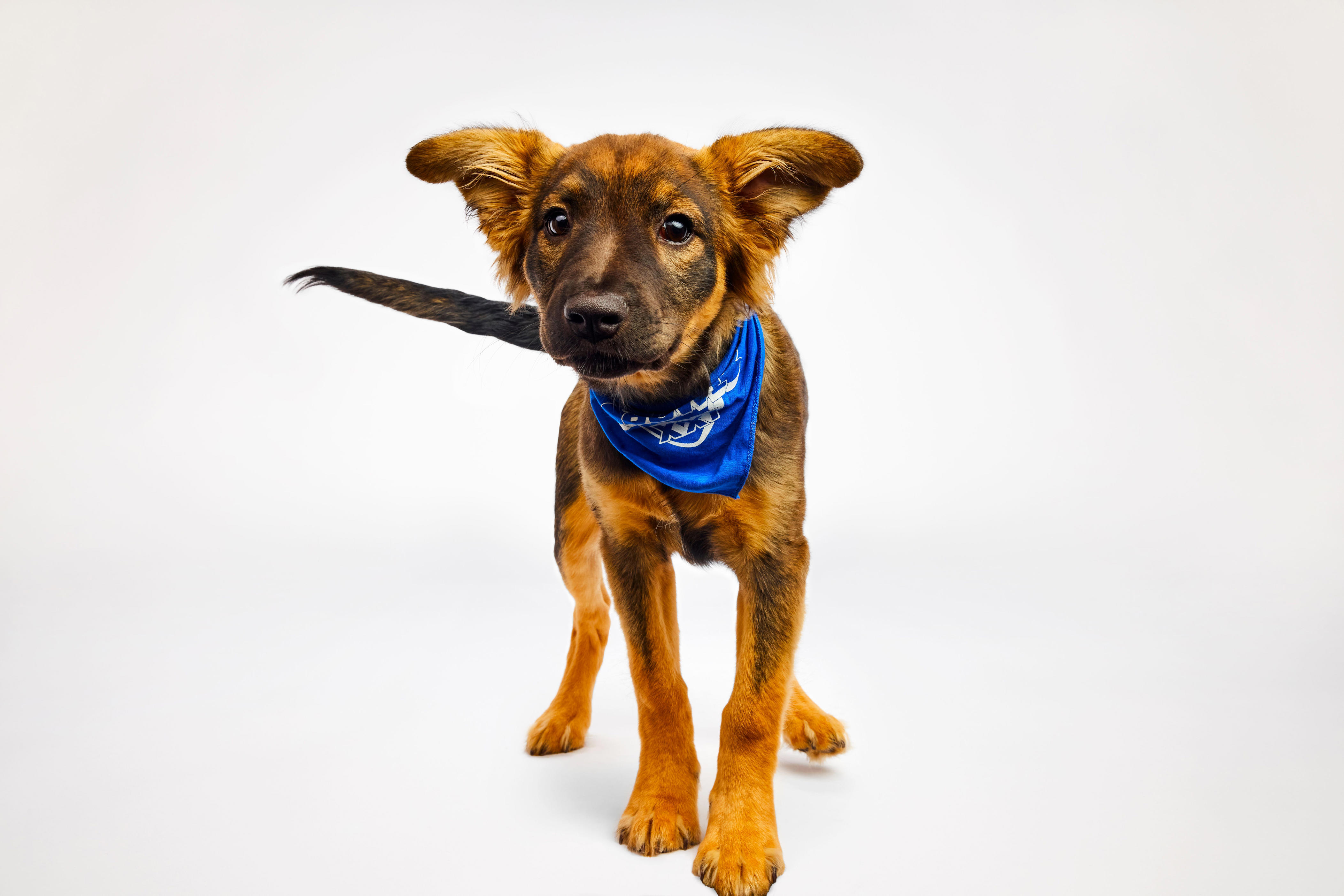 Football goes to the dogs at Puppy Bowl. Meet the Ohio 'players ...