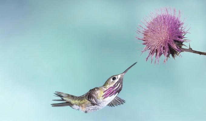 Calliope hummingbird: Smallest bird in the US