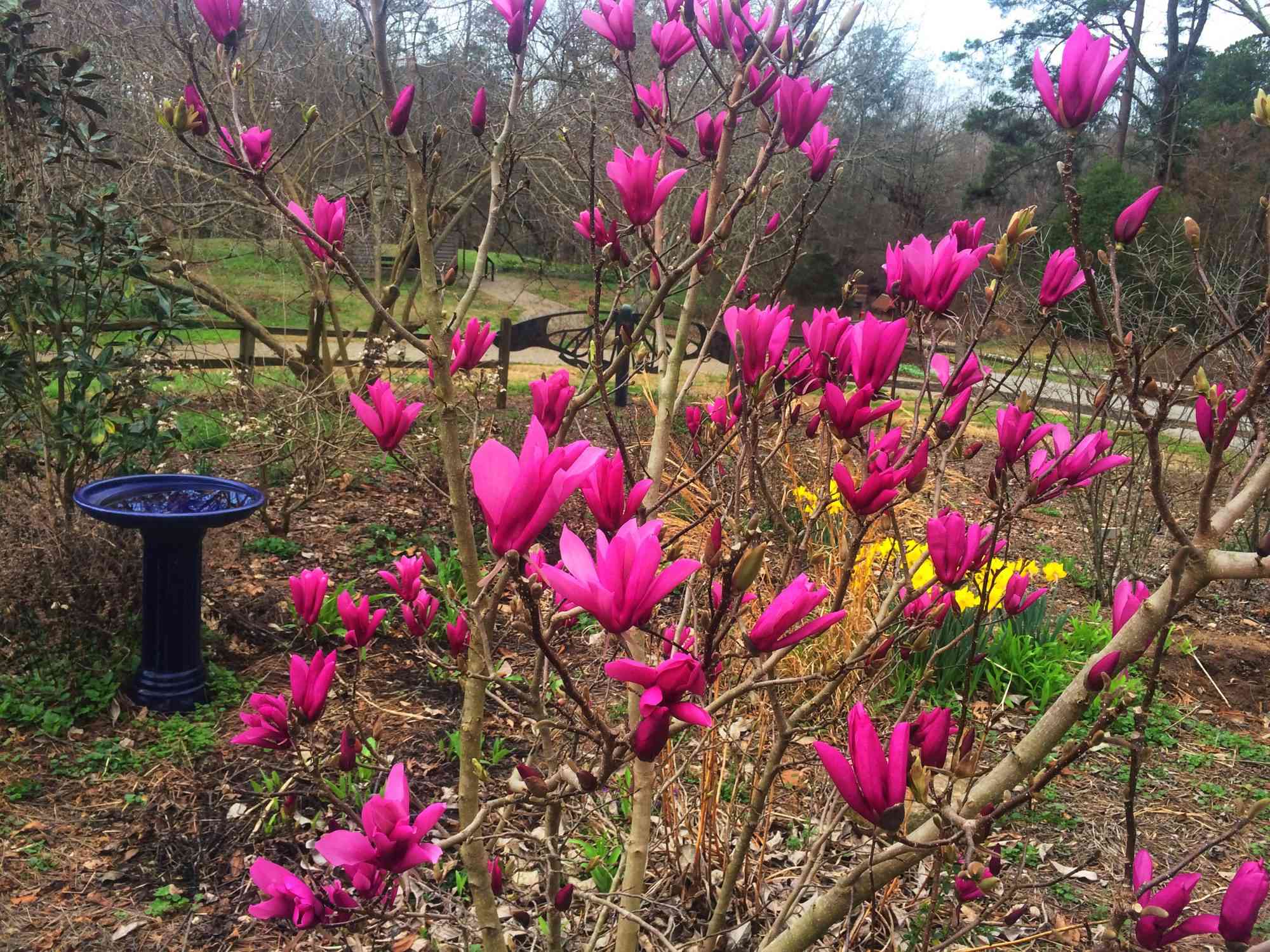 How To Grow And Care For The Ann Magnolia Tree