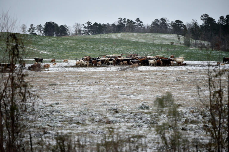 Snow and dangerous, bitter cold expected in Mississippi this week. Here ...