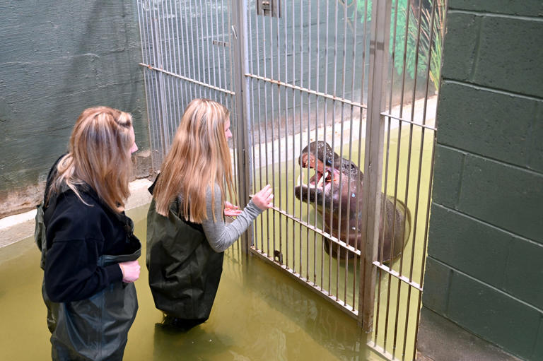 Meet Poppy the baby pygmy hippo in person: What to know about meet-and ...