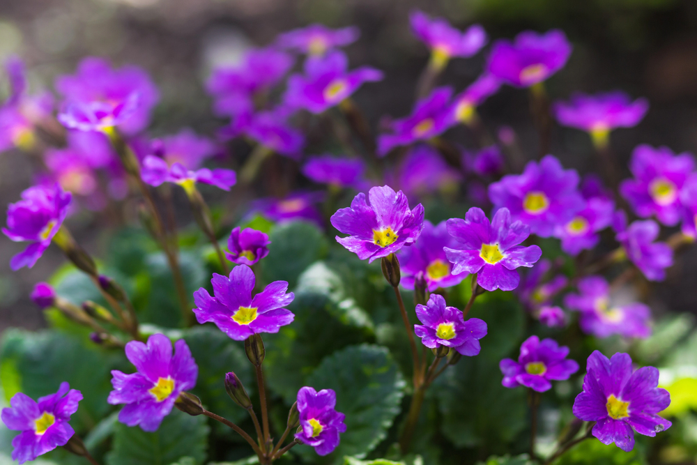 15 tips for growing a pollinator garden that attracts bees & butterflies