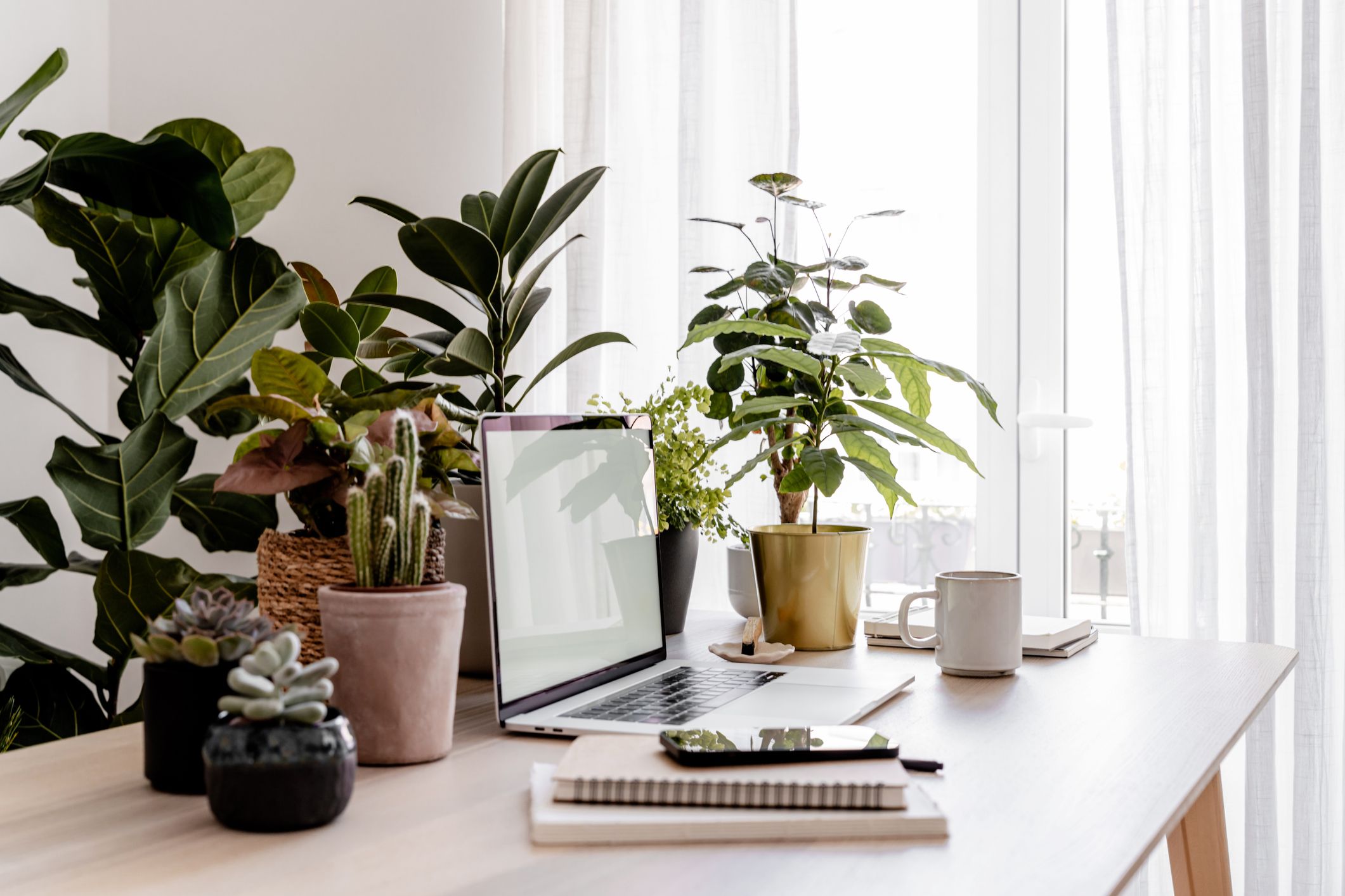 The 35 Best Office Plants That Will Perk Up Your Workspace