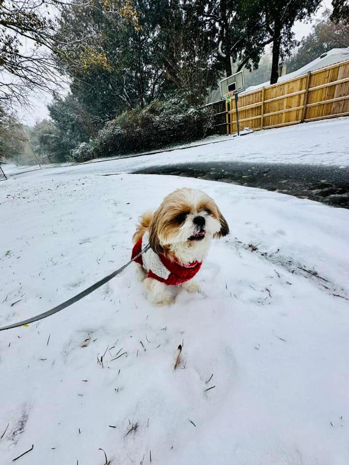 Snow in the South: See photos of people experiencing rare Southern snowfall
