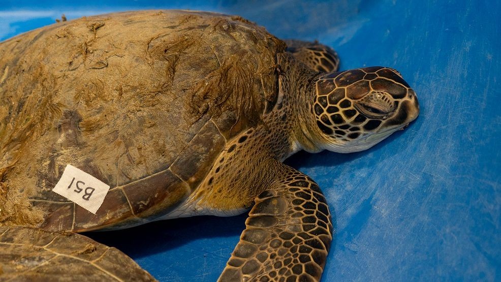 Sea Turtle rescue braces for cold weather as arctic blast stuns animals