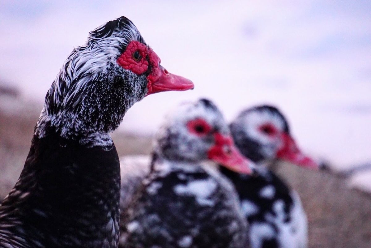 Meet the Muscovy Duck