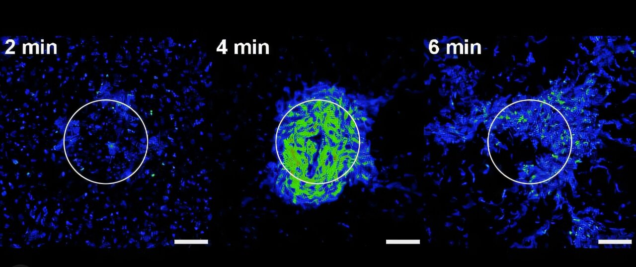 Team manipulates intracellular signal transduction using optogenetic ...