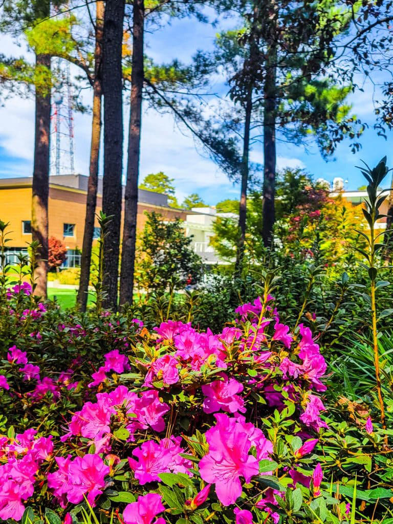 Guide To Visiting WRAL Azalea Gardens (Hidden Gem in Raleigh)