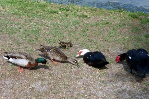 Meet the Muscovy Duck