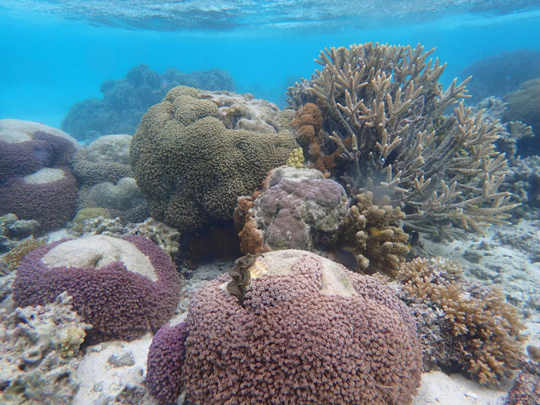 Coral bleaching on Great Barrier Reef reaches 'catastrophic' levels