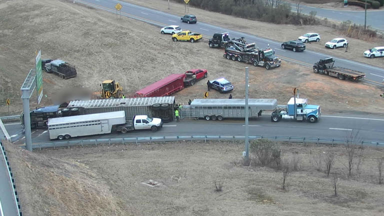 Photos: Trailer hauling 40 cows cut open after truck flips on Charlotte ...