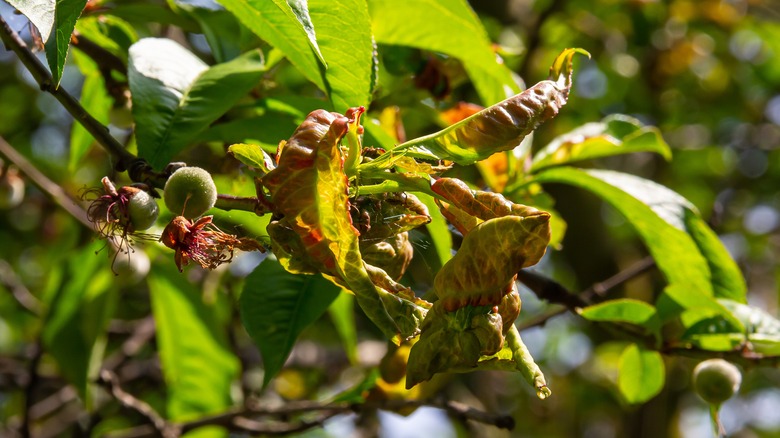 10 Ways To Spot Common Fruit Tree Diseases Before They Become A Bigger ...