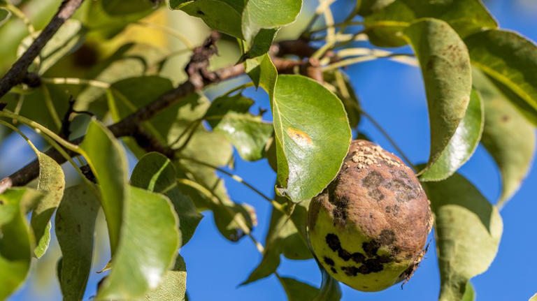 10 Ways To Spot Common Fruit Tree Diseases Before They Become A Bigger ...