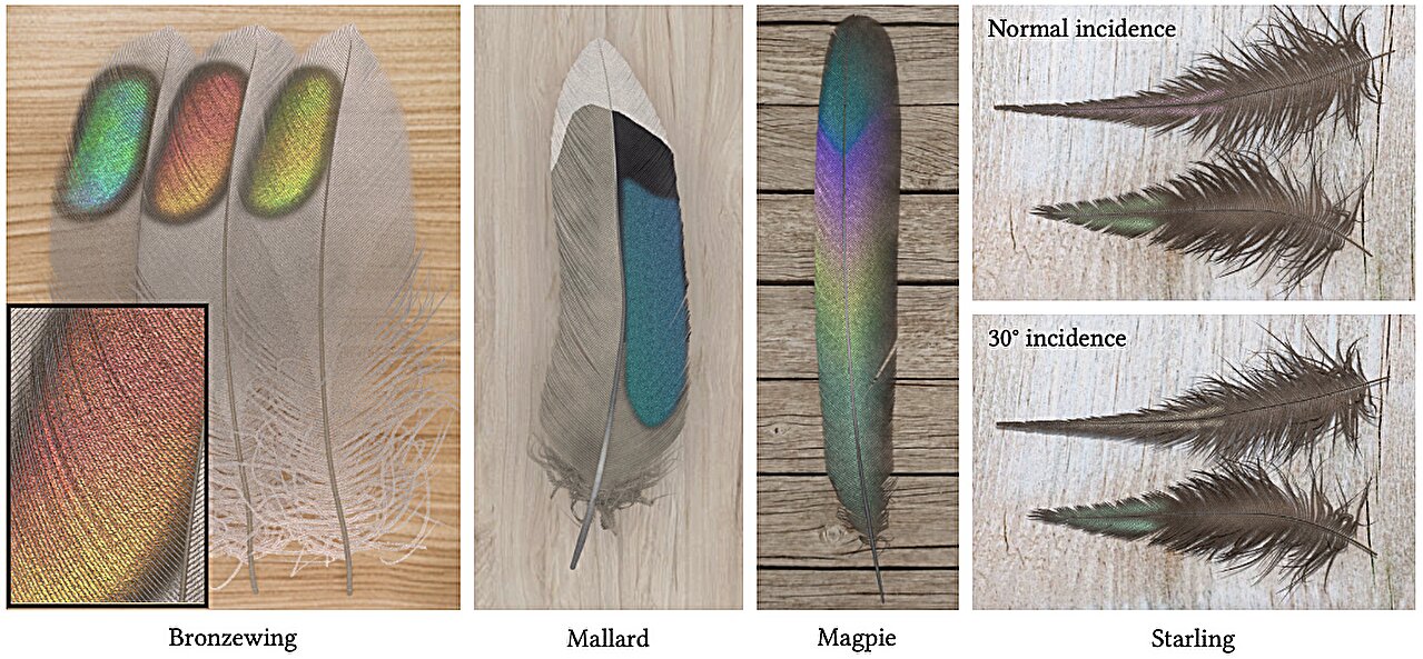 Computer scientists digitally render iridescent bird feathers