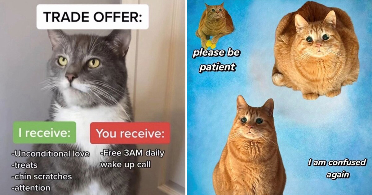 45 Hissterically Funny Cat Memes That’ll Leave You Feline Fine (January ...