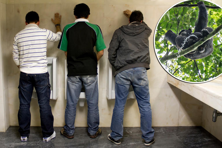Is peeing contagious, like yawning? Scientists studying chimps may have ...
