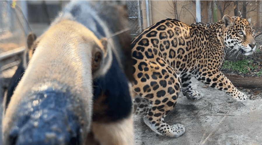 Behind-the-scenes look at the Caldwell Zoo’s newest expansion: Amazon ...