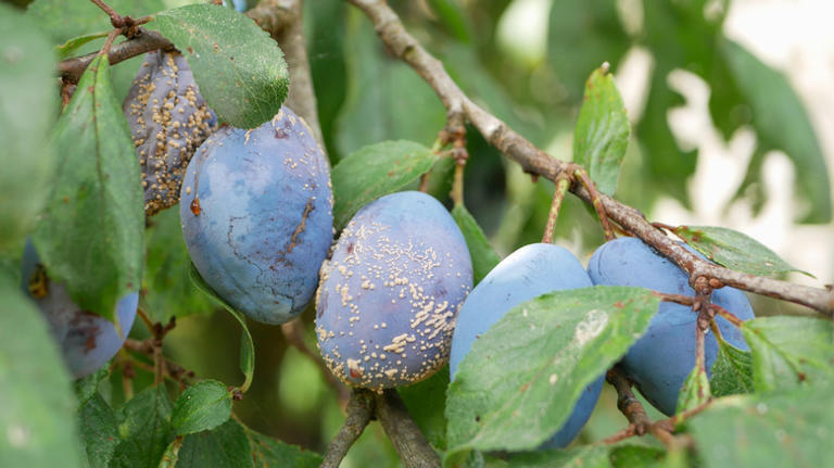 10 Ways To Spot Common Fruit Tree Diseases Before They Become A Bigger ...
