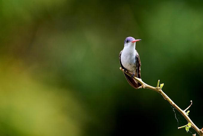 How to Identify a Violet-Crowned Hummingbird