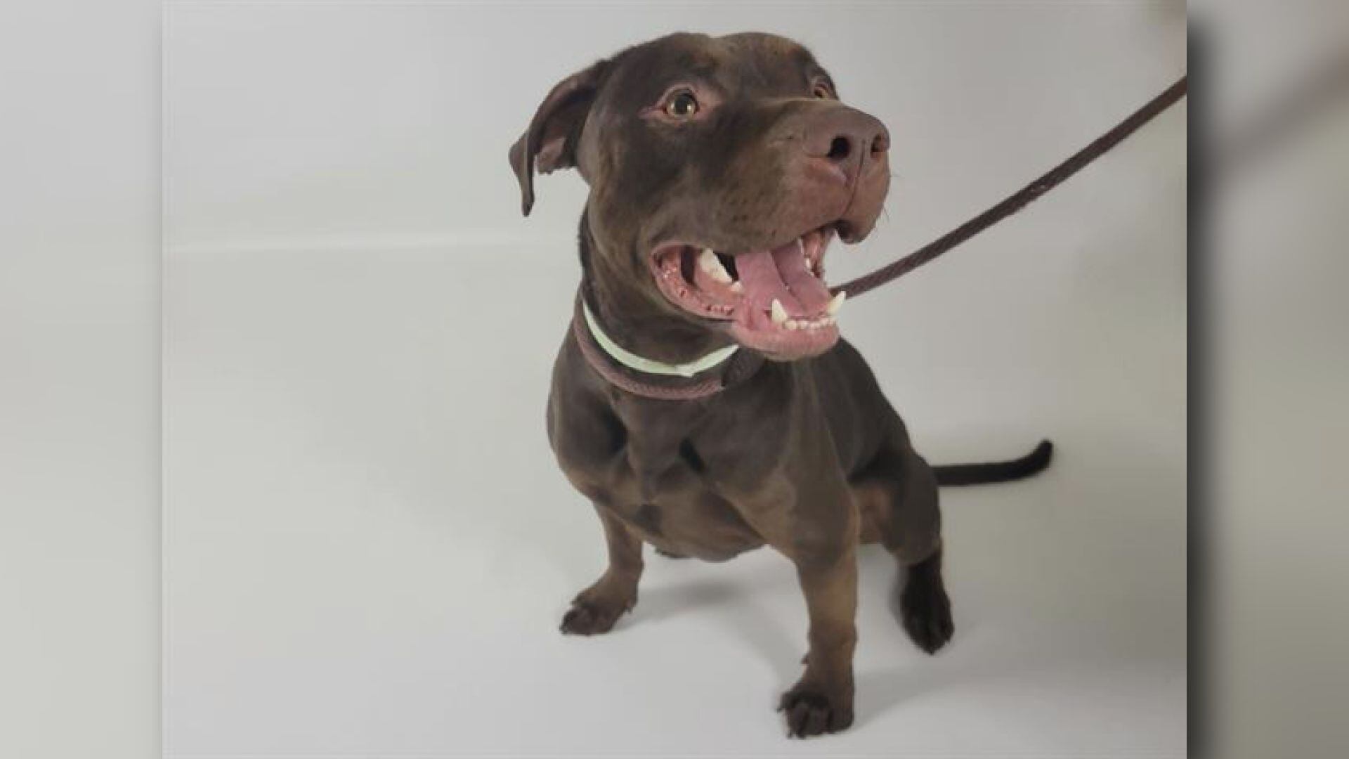 PET OF THE WEEK: Joyful, energetic ‘Ryle’ looking for fur-ever family