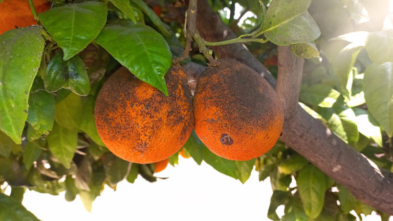 10 Ways To Spot Common Fruit Tree Diseases Before They Become A Bigger ...