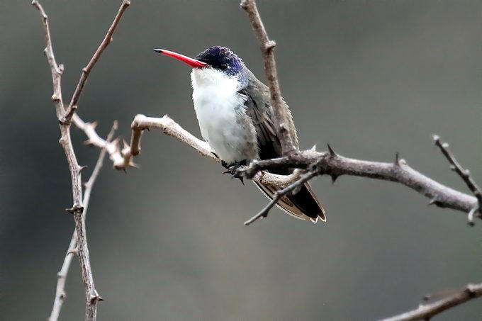 How to Identify a Violet-Crowned Hummingbird