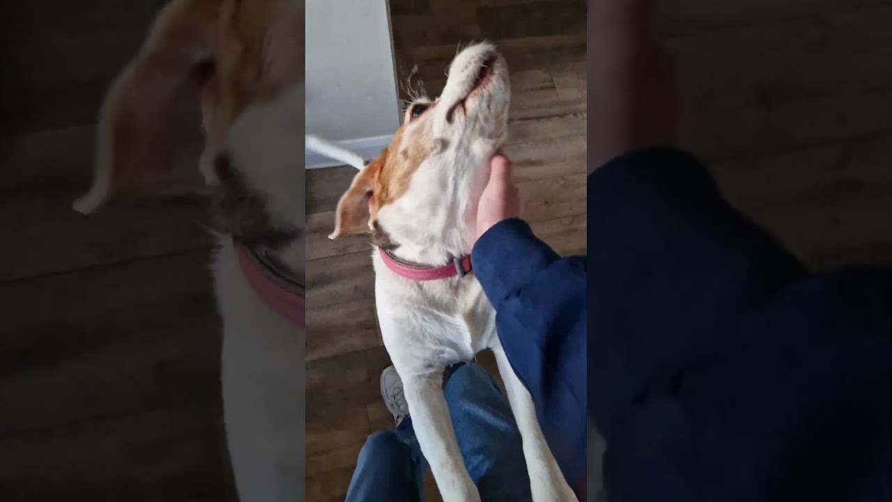 Beagles being the definition of unconditional love
