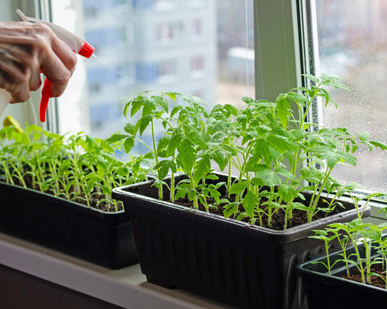 Struggling To Grow? Fix These 7 Seed-Starting Mistakes Before It's Too Late