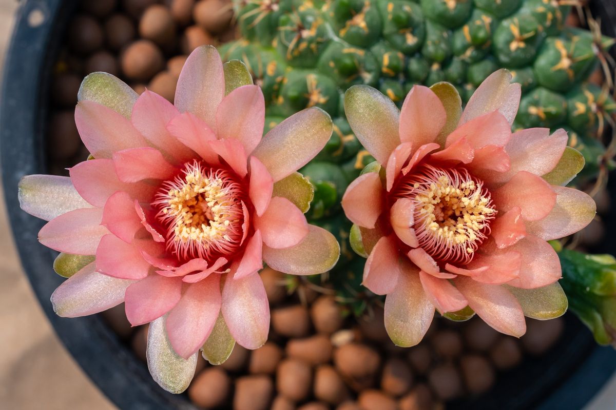 39 Beautiful Types of Cactus to Grow at Home