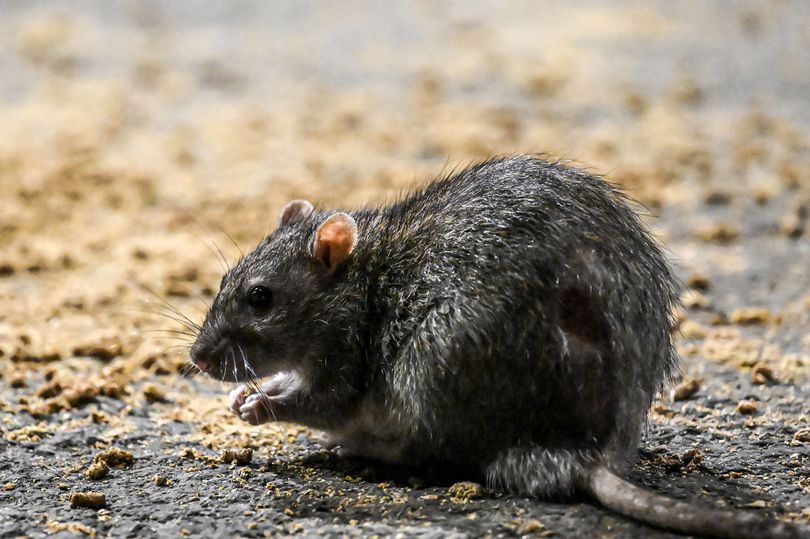 'Drug-addicted rats' overrun Houston evidence room stocked with 200 ...