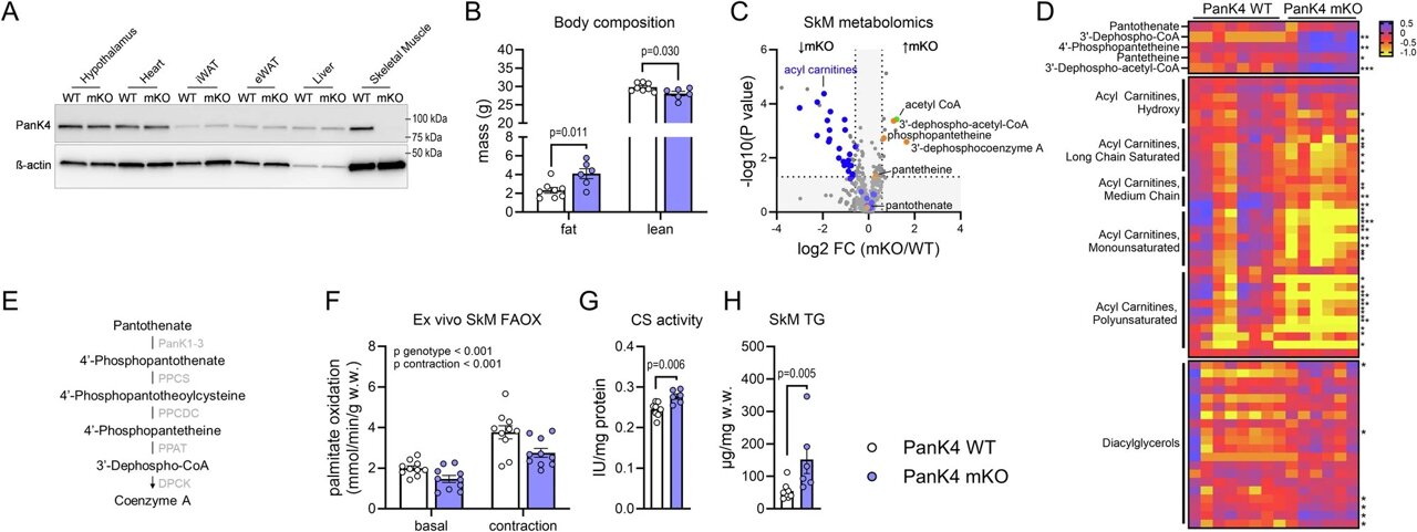 Exercise-activated PanK4 could aid in treating metabolic disorders
