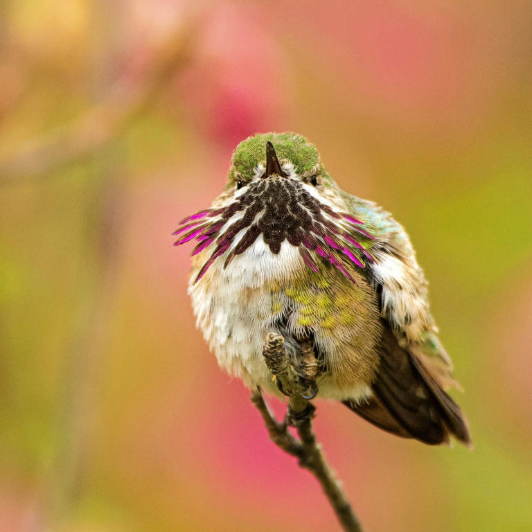 Calliope hummingbird: Smallest bird in the US