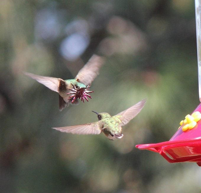 Calliope hummingbird: Smallest bird in the US