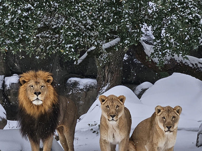 Rare Southern winter storm brings historic snow, halts travel in parts ...