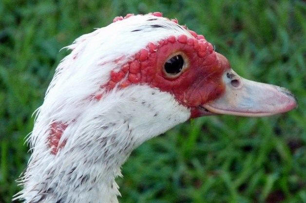 Meet the Muscovy Duck