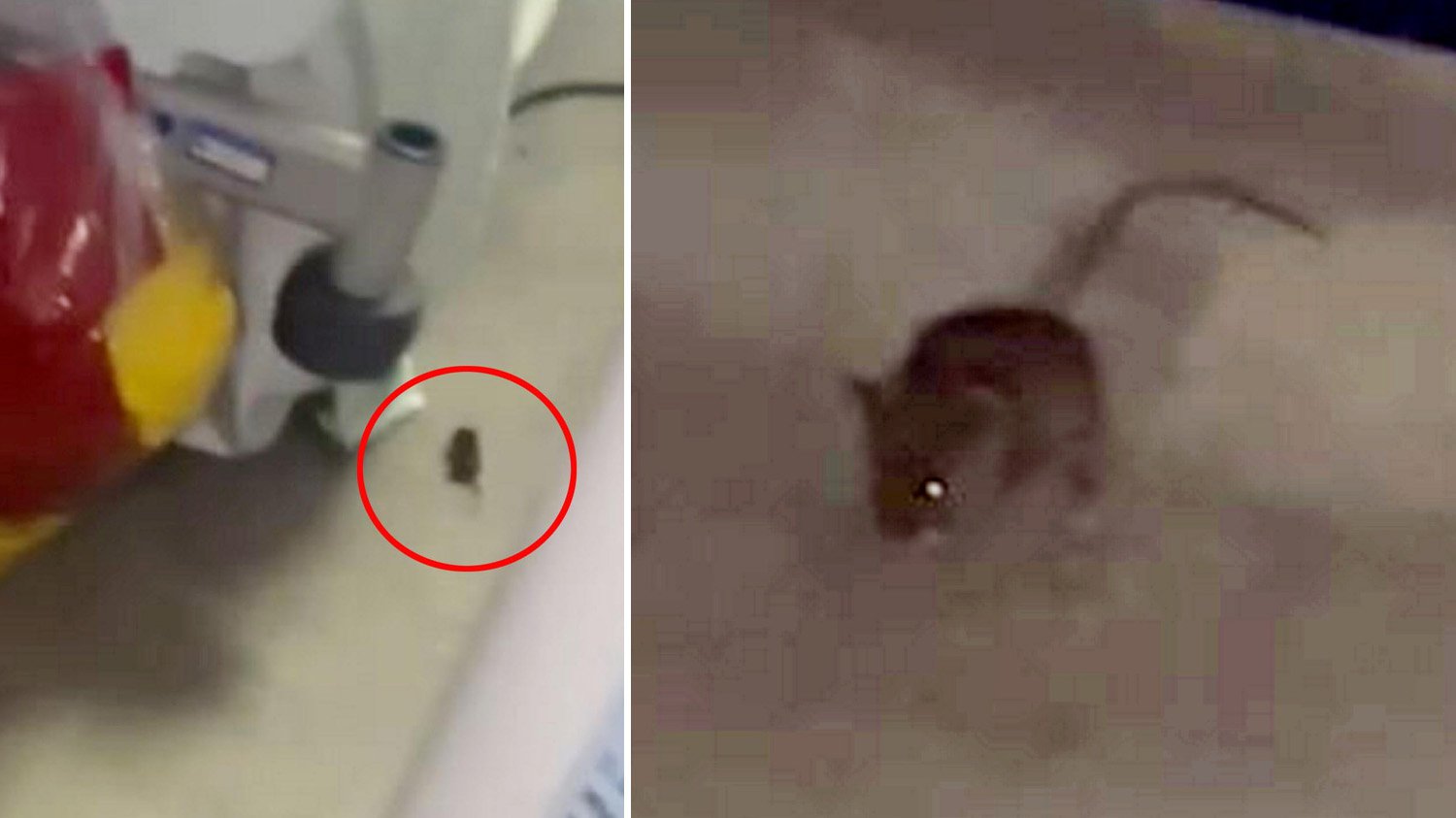 Hospital patient says mice scurrying around ward are keeping him up all ...