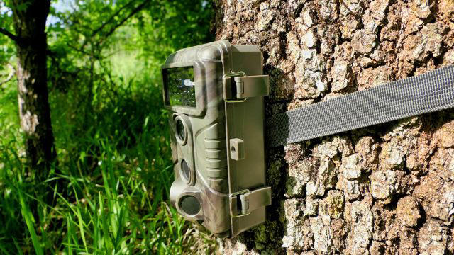 Trail camera captures footage of elusive creature once believed to be ...