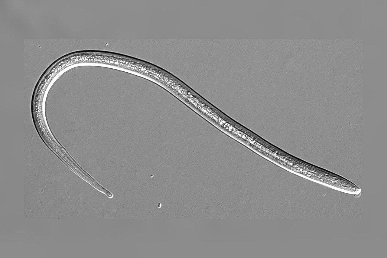 Skin-penetrating nematodes' love-hate relationship with CO₂ could lead ...