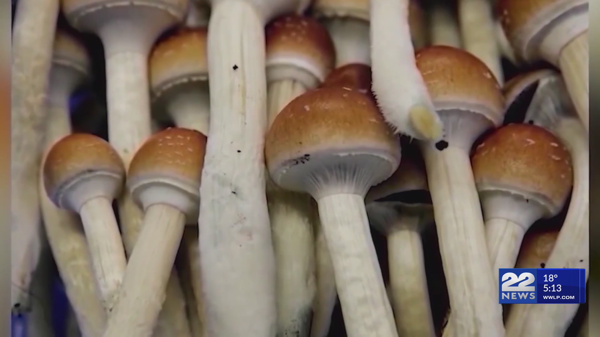 Activists take over push for psychedelic legalization