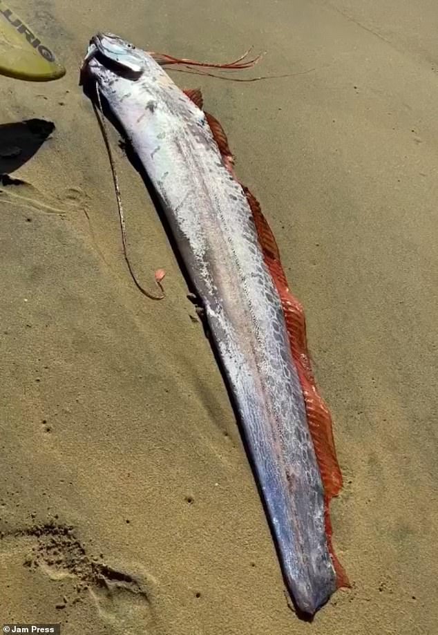 'Doomsday' fish found on beach sparks fears of a looming disaster