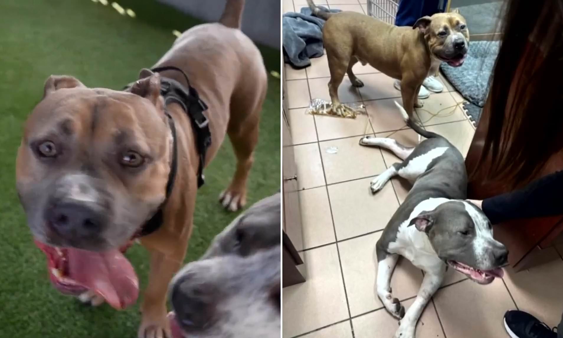 Stray dog's heartbreaking act of bravery to protect injured brother