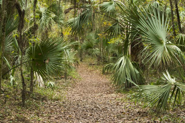 The 8 Best Things To Do In Micanopy, Florida