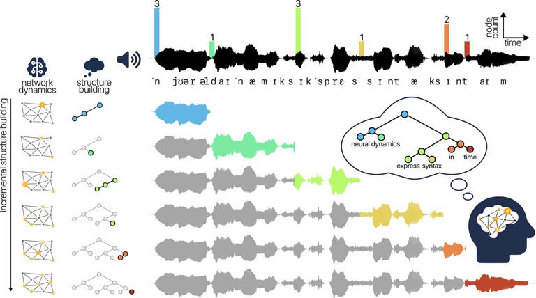 Building sentence structure may be language-specific, brain activity ...