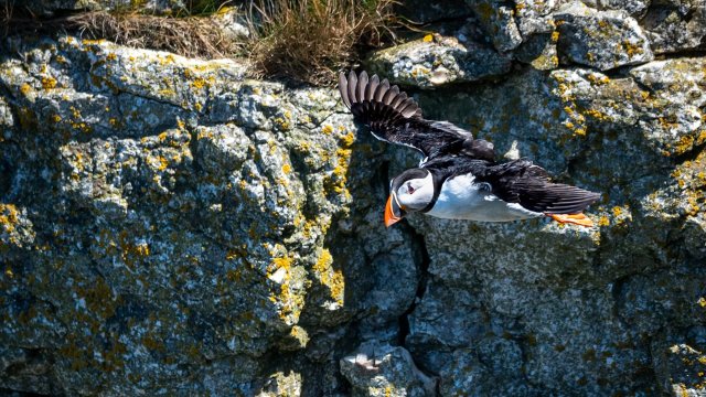 Scientists make startling discovery about iconic seabirds: 'It's time ...