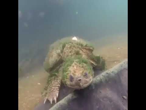 Ninety-Year-Old Turtle Is Nature’s Ancient Guardian